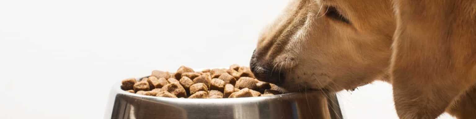 Alimentation | Conseils Véto